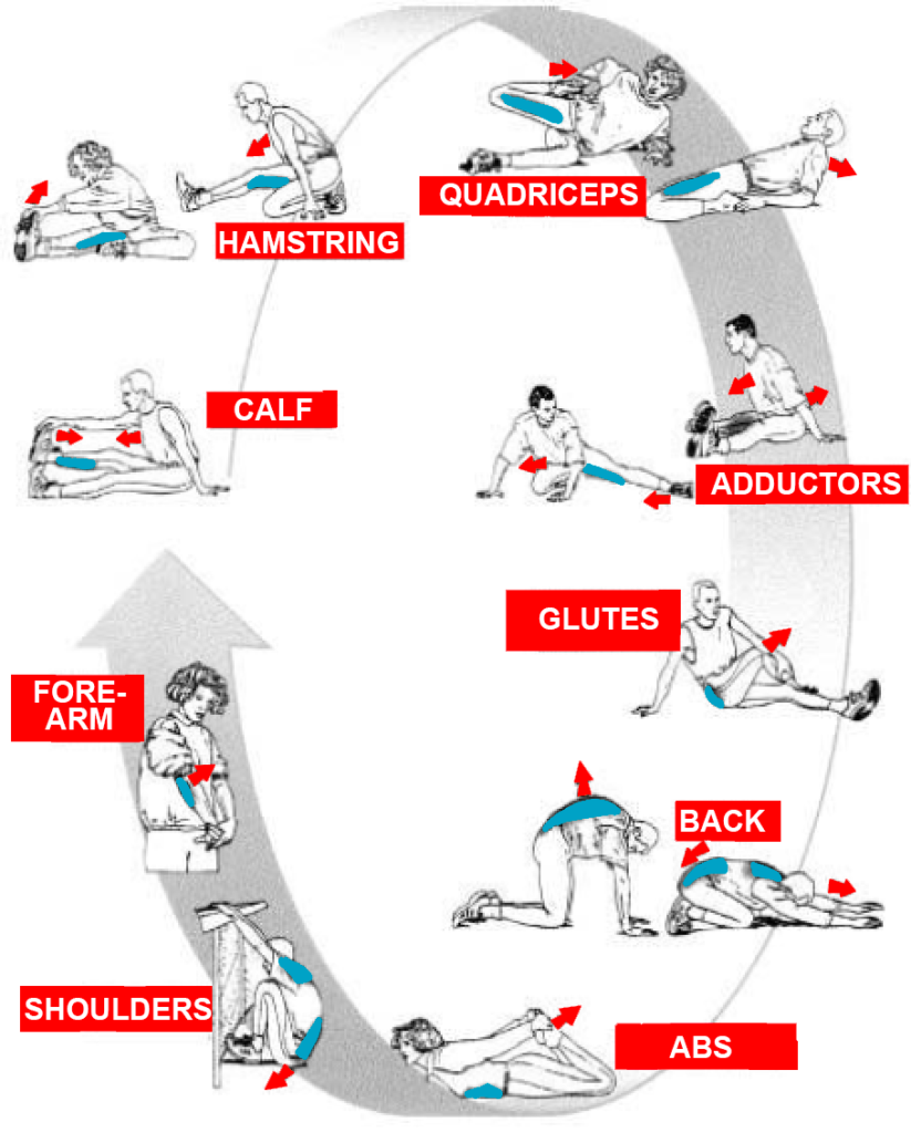 Stretching Exercises – ROOSTERS YOUTH RUGBY